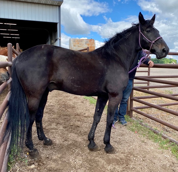 5629 Big & Thick Black Standardbred Gelding APPROX 15YO For Sale in ...