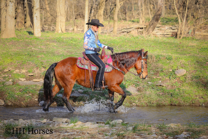FAMILY, YOUTH, AND BEGINNER BAY CROSSBRED MARE, ANYONE CAN RIDE, SUPER ...