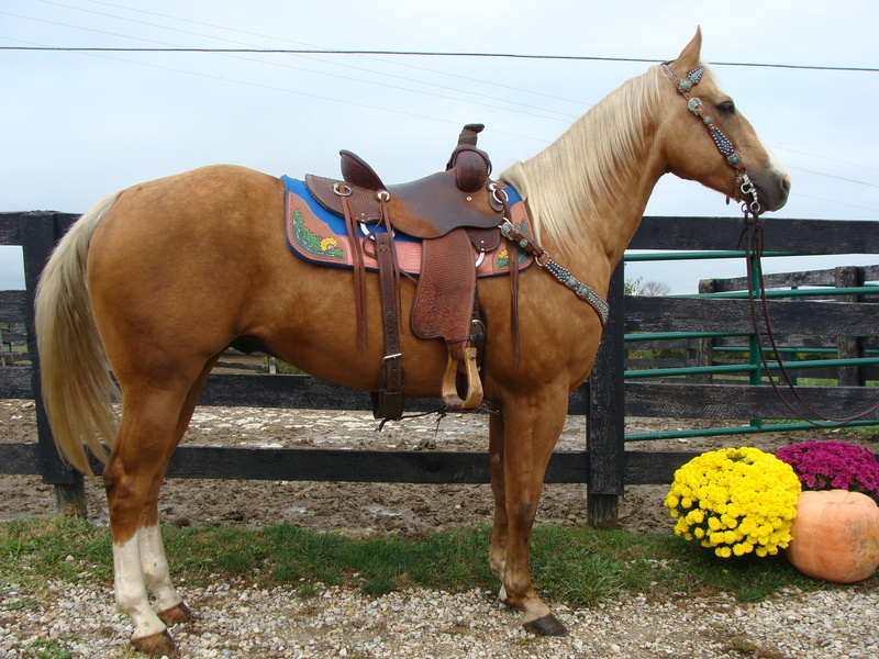 AQHA GOLDEN PALOMINO GELDING, SUPER WELL BRO For Sale in Fleming ... AQHA GOLDEN PALOMINO GELDING, SUPER WELL BRO For Sale in Fleming ...