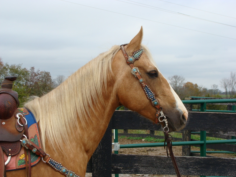AQHA GOLDEN PALOMINO GELDING, SUPER WELL BRO For Sale in Fleming ... AQHA GOLDEN PALOMINO GELDING, SUPER WELL BRO For Sale in Fleming ...