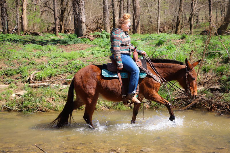 PROFESSIONALLY TRAINED DUN MOLLY MULE, GENTLE AND WELL BROKE, RANCH ...