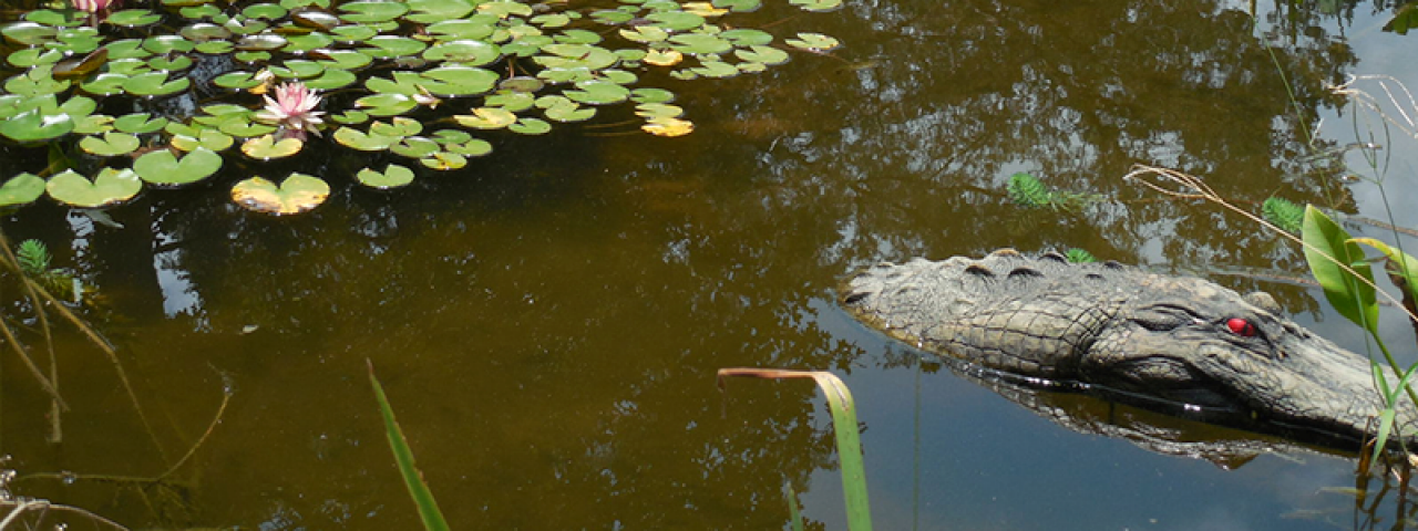 Horse for sale in Greenville