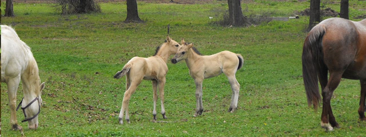Horse for sale in Greenville